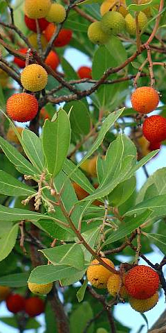 Mujeres de Roma: LAS DIOSAS SIRVEN DE INSPIRACIÓN