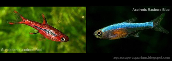Vibrant Blue Axelrodi Rasbora: Rare Nano Fish For Stunning, 57% OFF