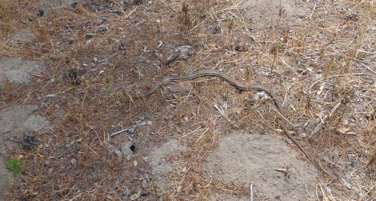 The Malibu Post: The Serpent in the Garden