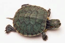 Sains mengkaji Alam dan makhluk ciptaan ALLAH: CIRI-CIRI KHAS HAIWAN ...