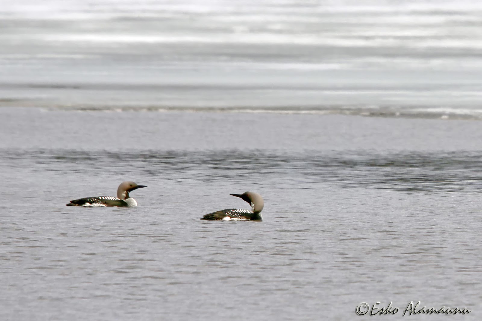 Eko-Kuvia: Vanhat-Kesävieraat...
