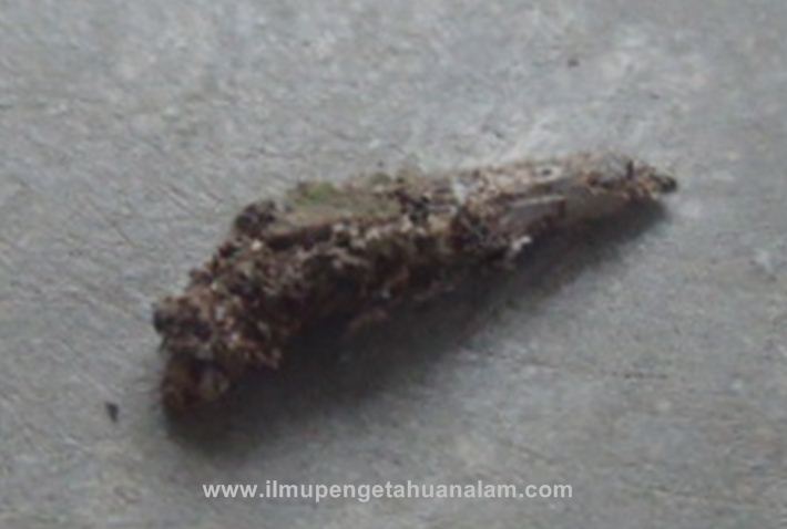 Ciri Khusus Hewan Kamitetep/Phereoeca Uterella dan Fungsinya | Materi ...