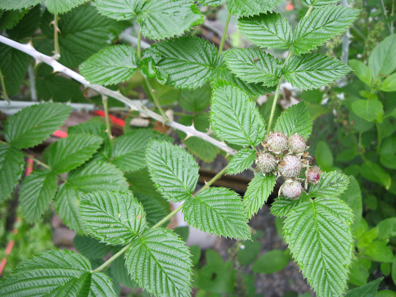 Plantando o Verde e o Verbo: Silva ou amora silvestre
