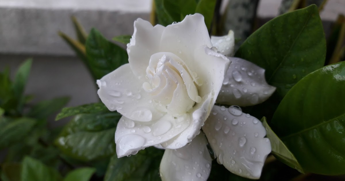 kebun sejemput...: Bunga-Bunga di Bulan Februari 2016