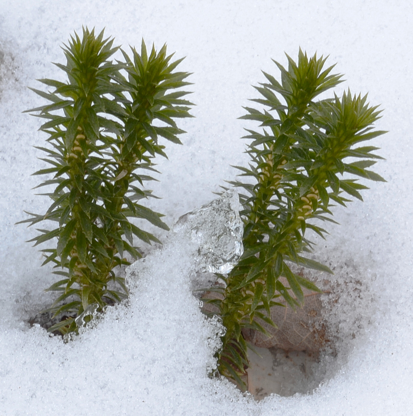 Get Your Botany On!: Green in Winter: Shining Club Moss