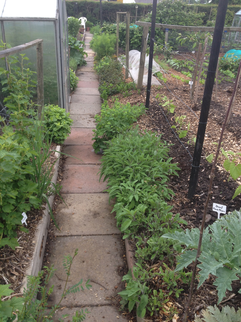 Allotment Garden: The possibilities of using slope to benefit the ...