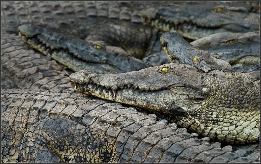TOM DYRING WILDPHOTO / NN: CROCS IN CAVES