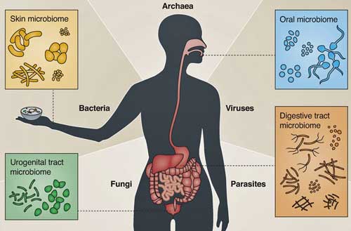 Retired--Now What?: Gut Microbiome Drivers