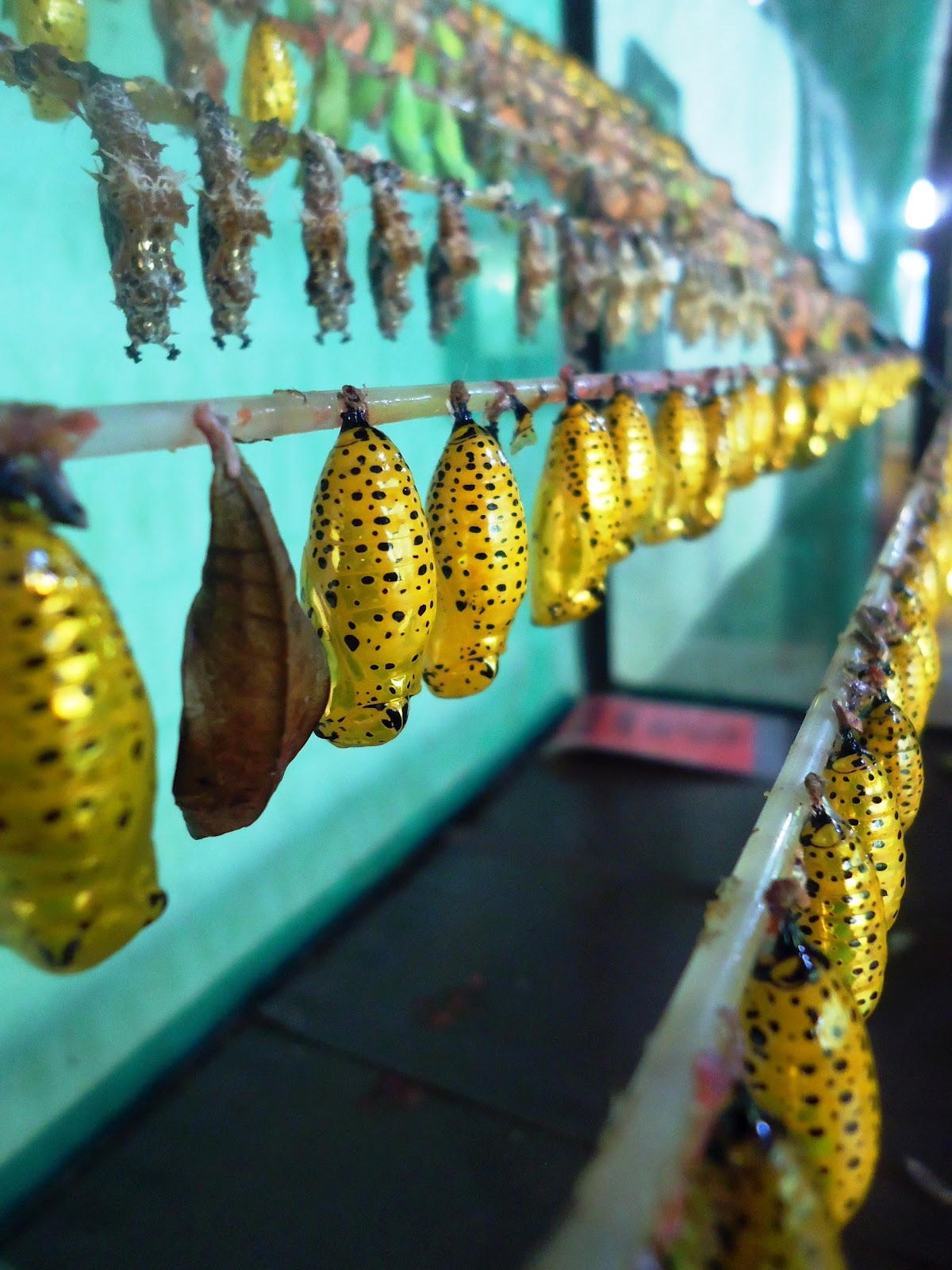 the traveller & her thoughts: BUTTERFLY GARDEN (bohol)