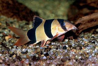 The family of aquarium fish loaches (Cobitidae): Botia macracantha ...