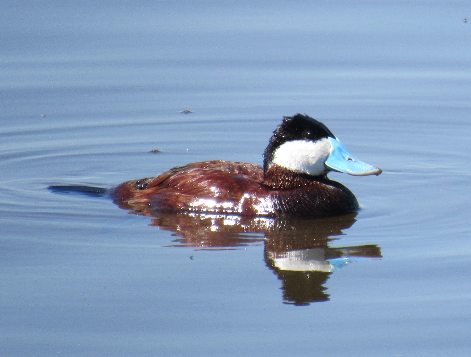 Ruddy Ducks at Merced NWR