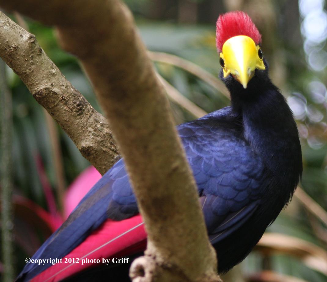 Griff's Bird Photos: Turaco (Lady Ross)