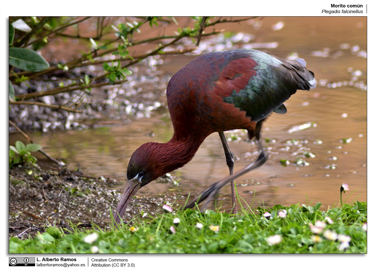 Morito - L. Alberto Ramos - Fotografía