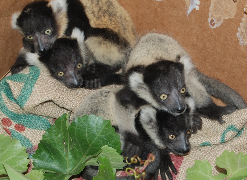 Black & White Ruffed Lemur Babies