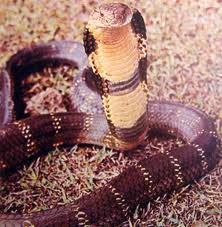 febrero 2012 ~ Animales