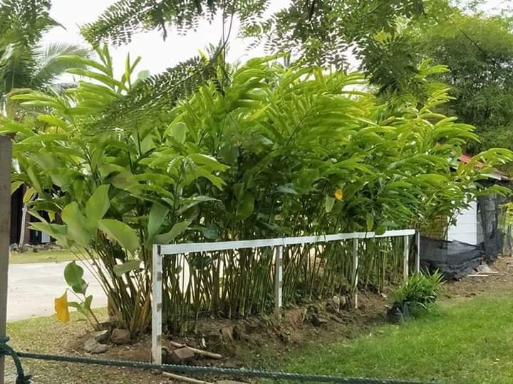 Bicara Mentari: TANAM POKOK BUNGA KANTAN