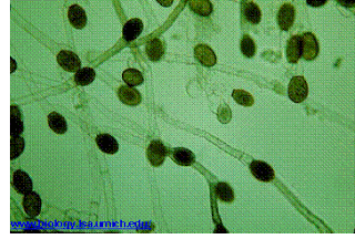 เรียนชีววิทยา กับครูกศนต์ ภารยาท: 4.4 อาณาจักรฟังไจ (Kingdom Fungi)