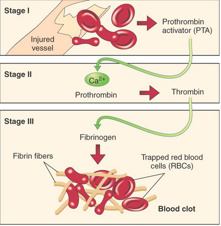 Pemeriksaan Fibrinogen | TES DARAH LENGKAP
