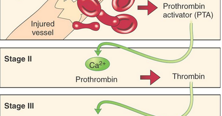 Pemeriksaan Fibrinogen | TES DARAH LENGKAP