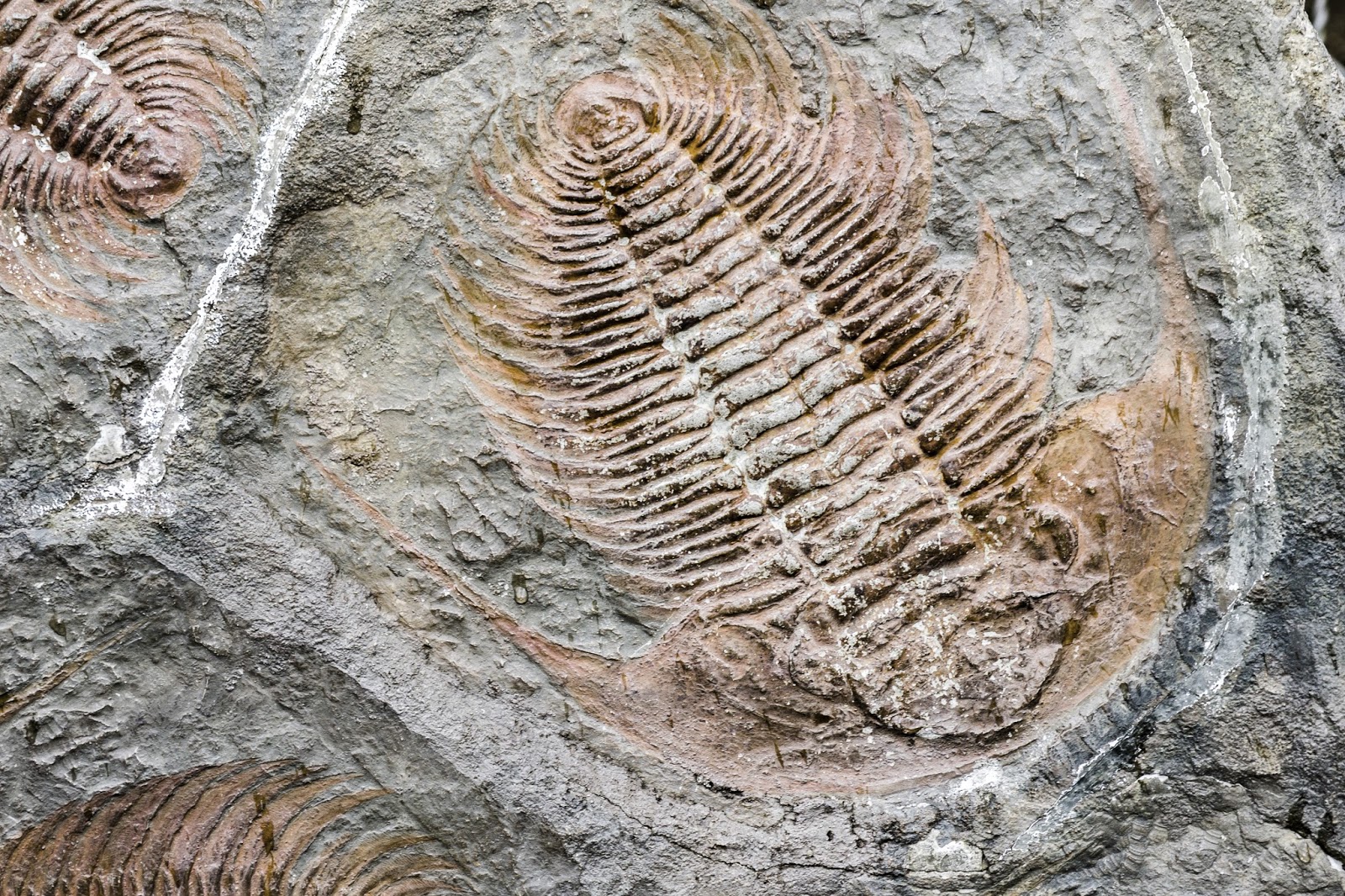 Paleontology Is The Study Of