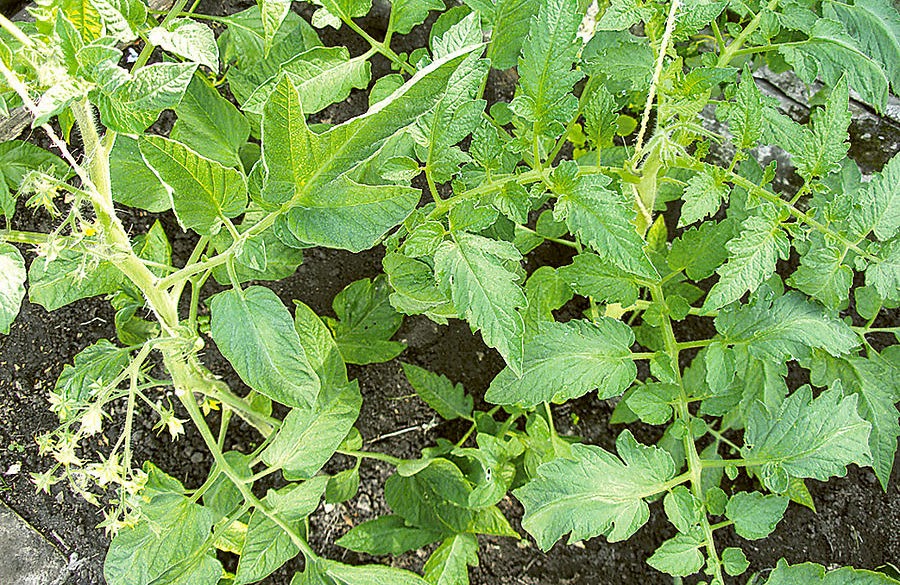 Rohttaimed: veebruar 2015