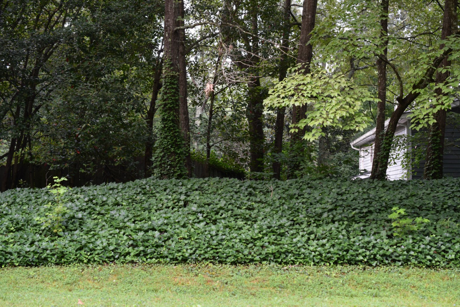 Using Georgia Native Plants: Declare Independence from the English Ivy