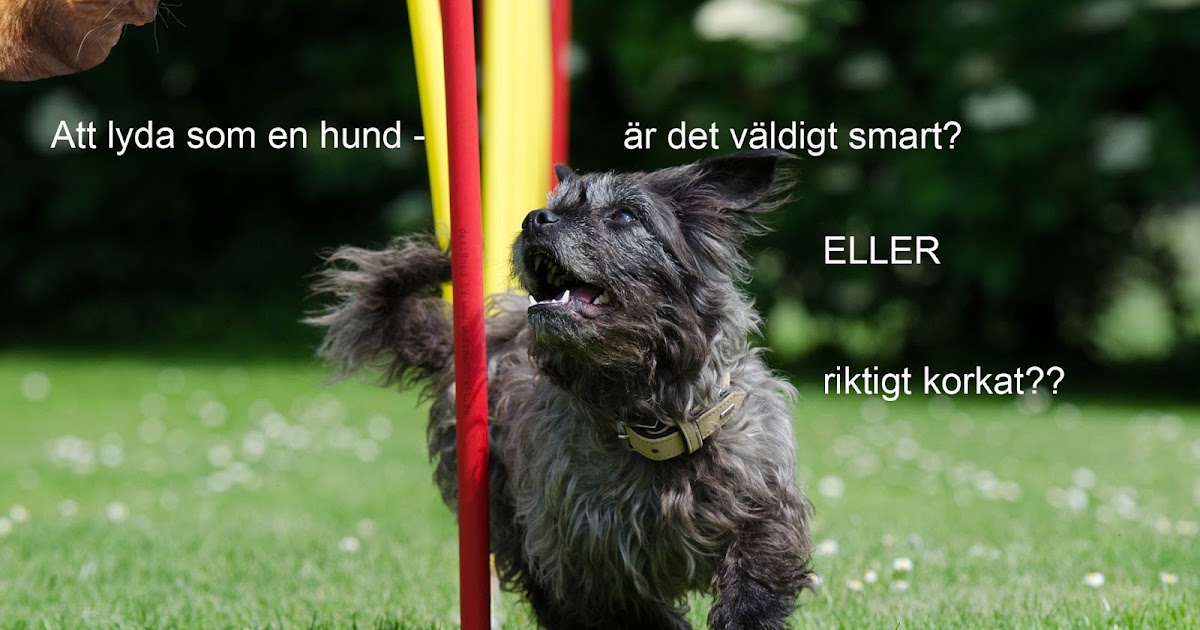 Katten Gustav: Lyda- smart eller korkat?