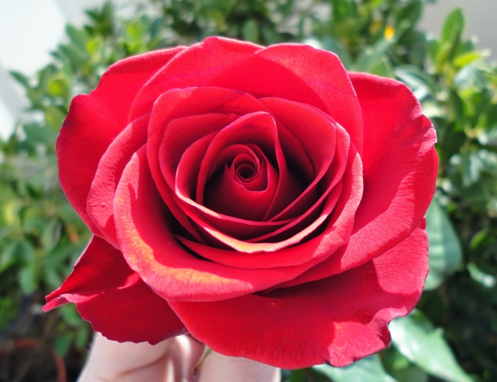 Imagenes de rosas lindas - imagenes lindas