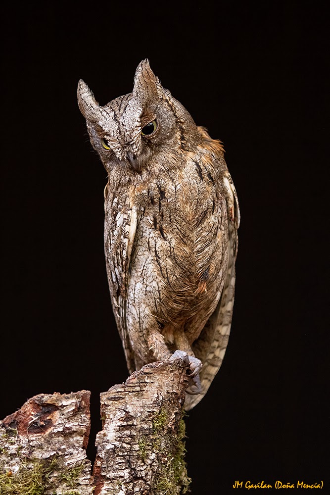 Fotografía de Naturaleza - JM Gavilán: Autillo europeo (Otus scops)