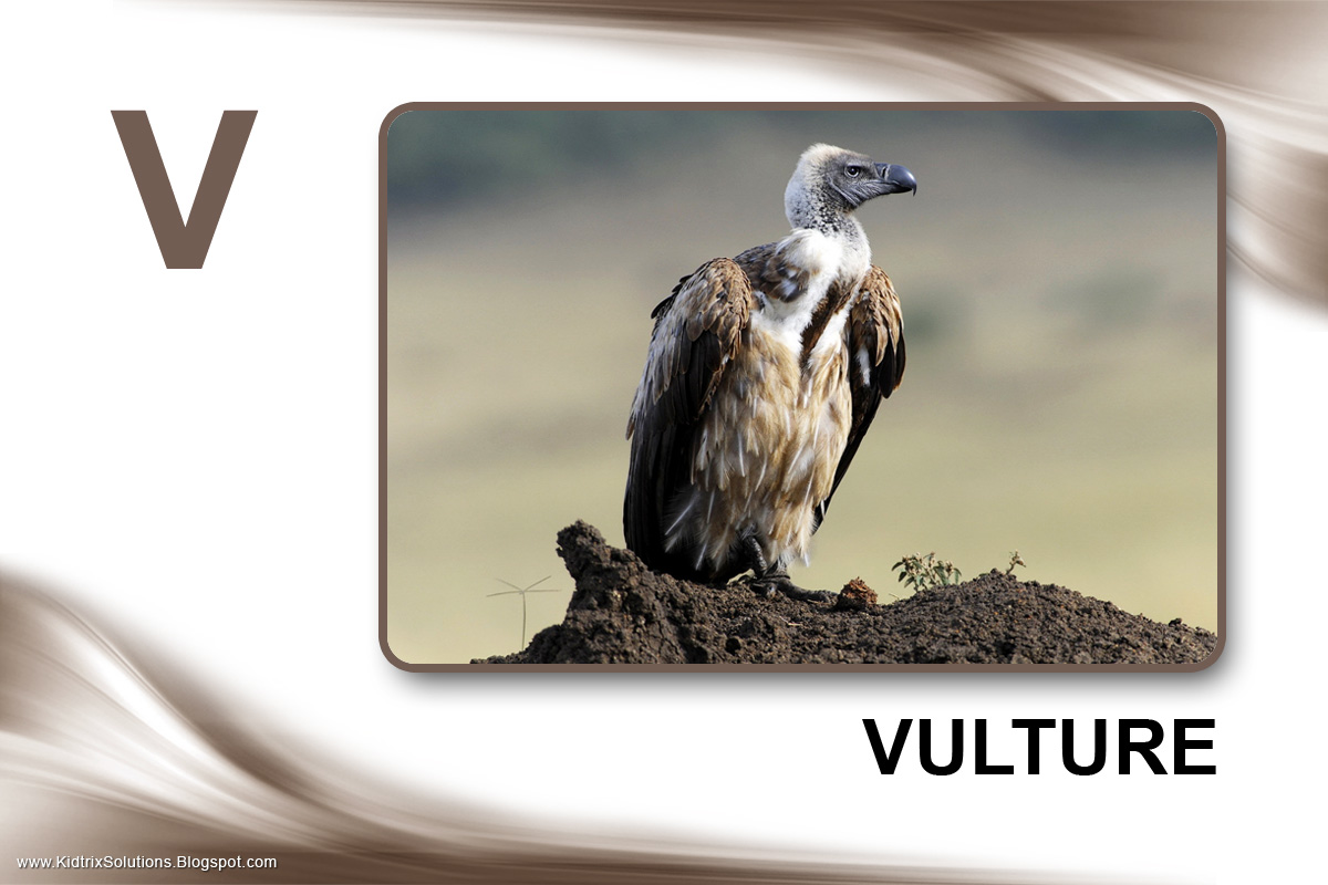 Kidtrix: Birds - ABC