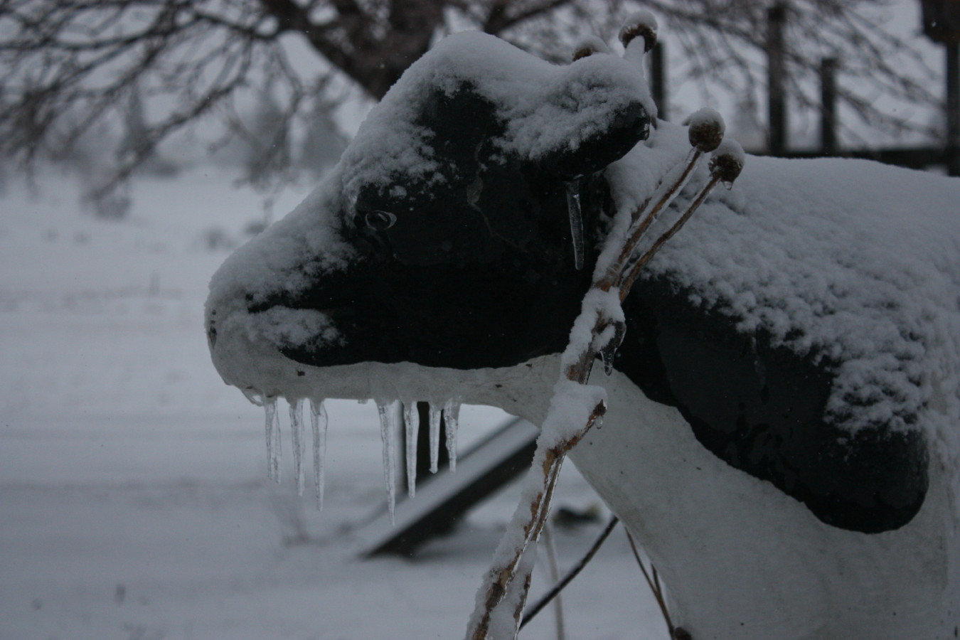 Anja's Photo Journal: Snow over Freezing Rain