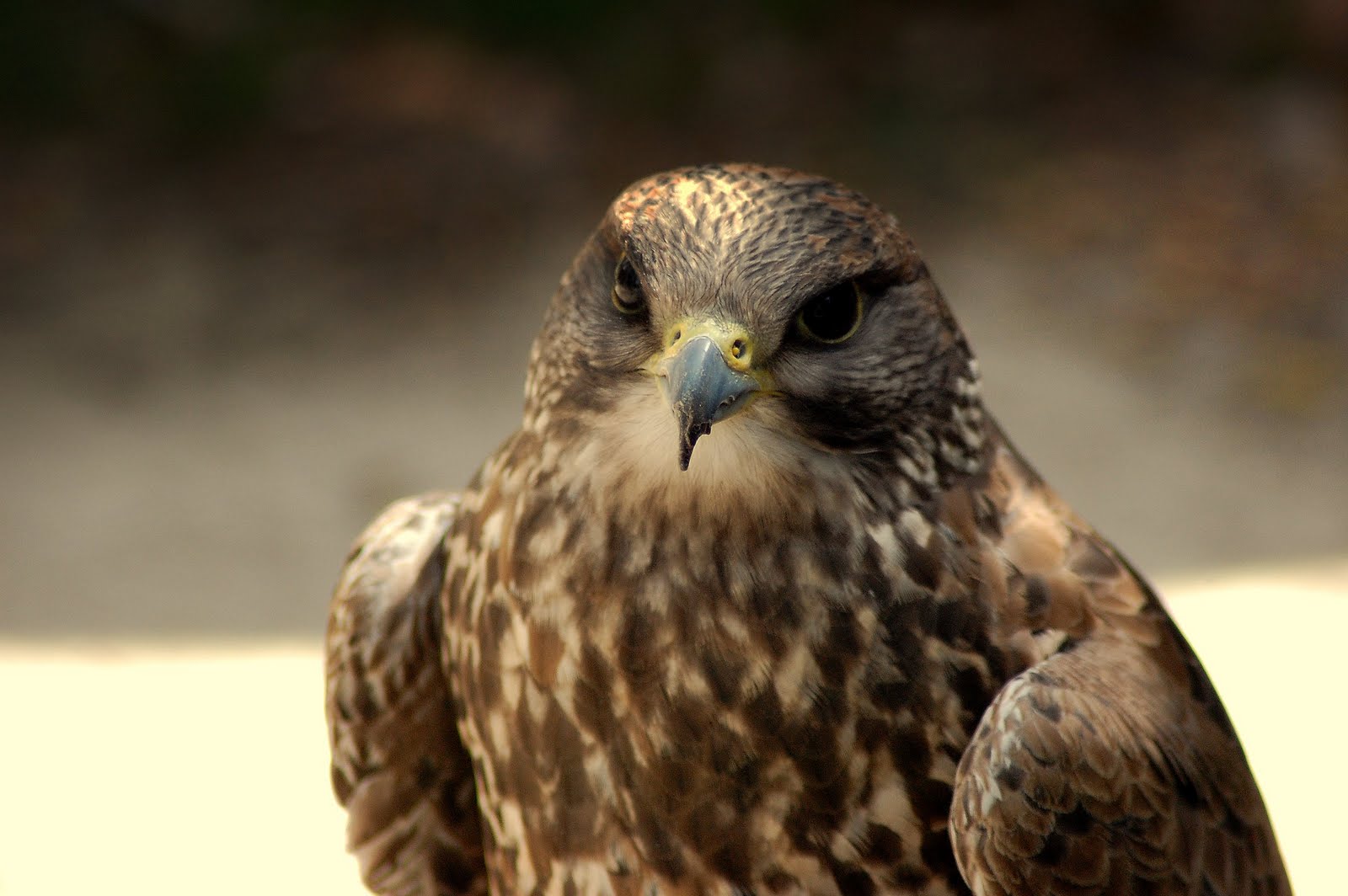 Hawk - Accipitridae
