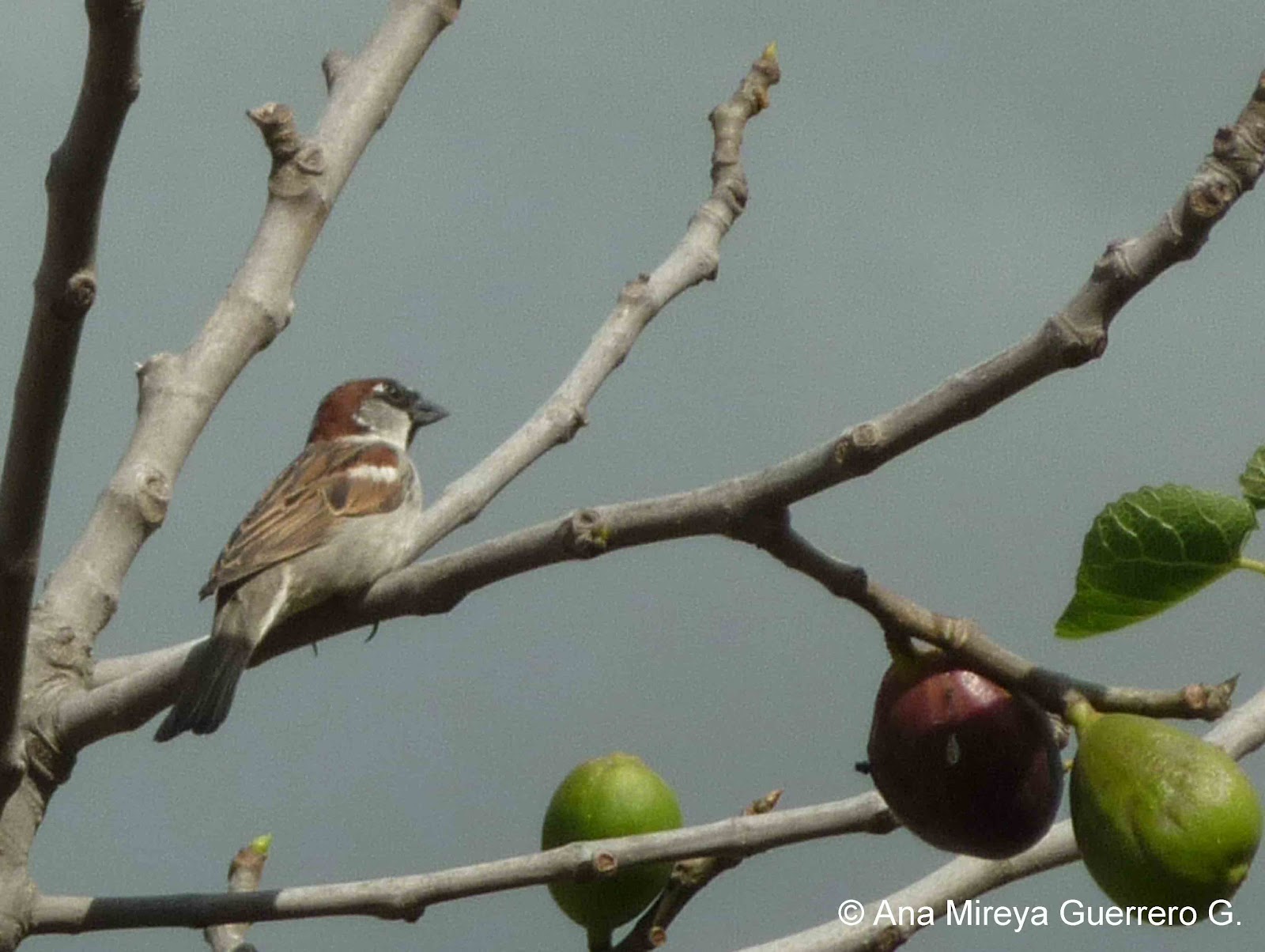 Ecuador: personajes y especies (Galápagos y Continente): “Gorrión ...