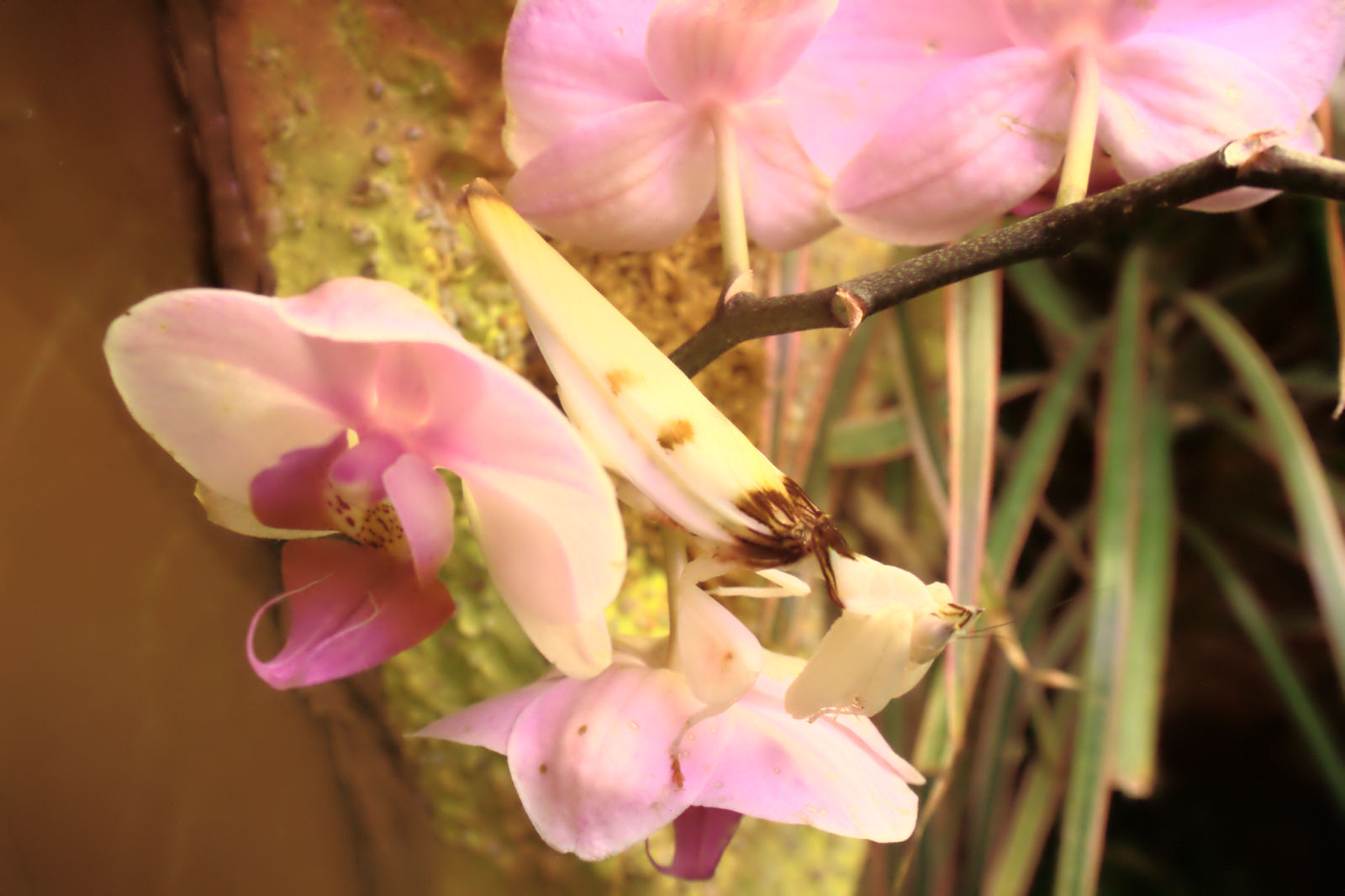 Nobody Expects the Spanish Inquisition: Mimic Spotlight: Orchid Mantis ...