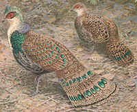 Daftar Fauna Identitas di Seluruh Provinsi Indonesia - cekrisna