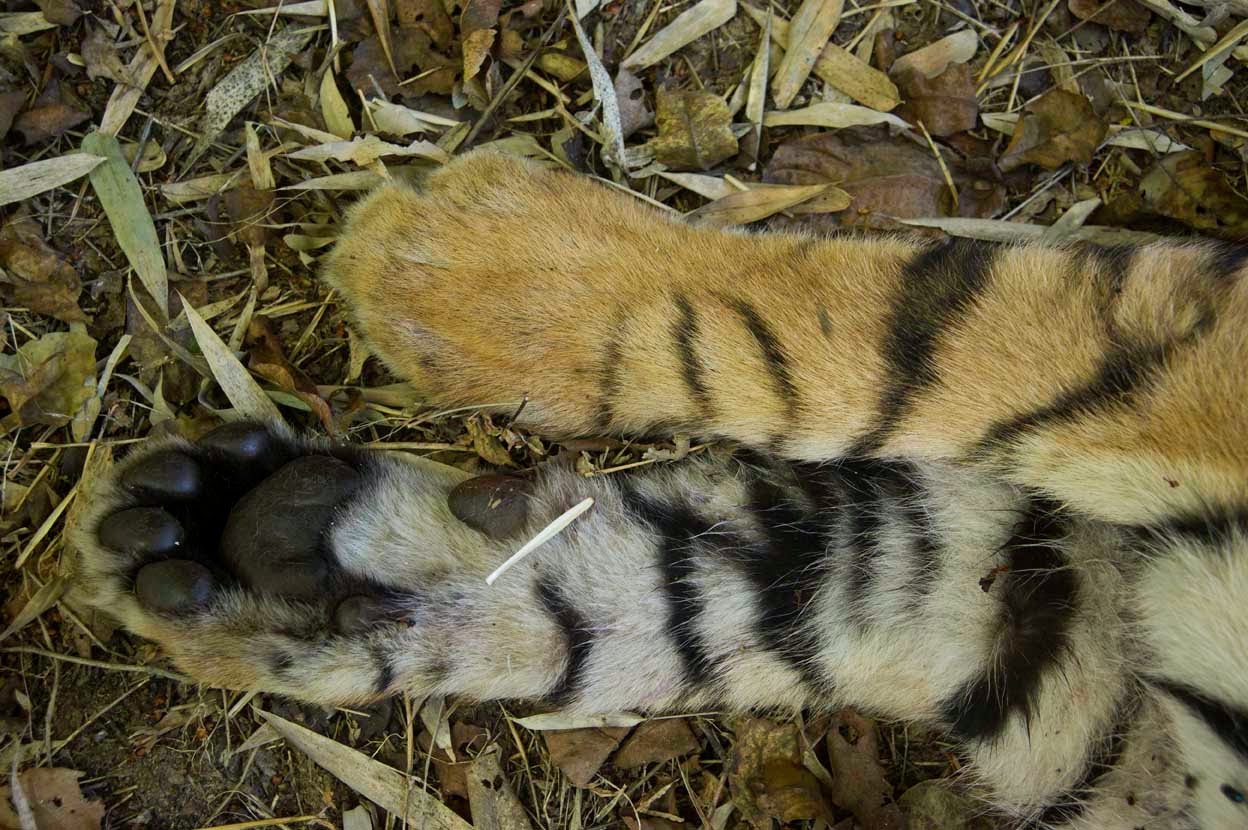 bandhavgarh: Wakeeta's cub killed by a Tiger.