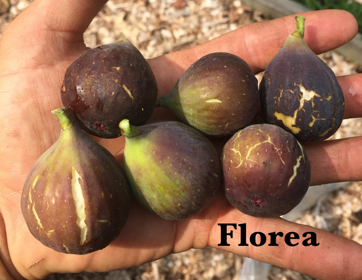 Florea Fig - Var Tin