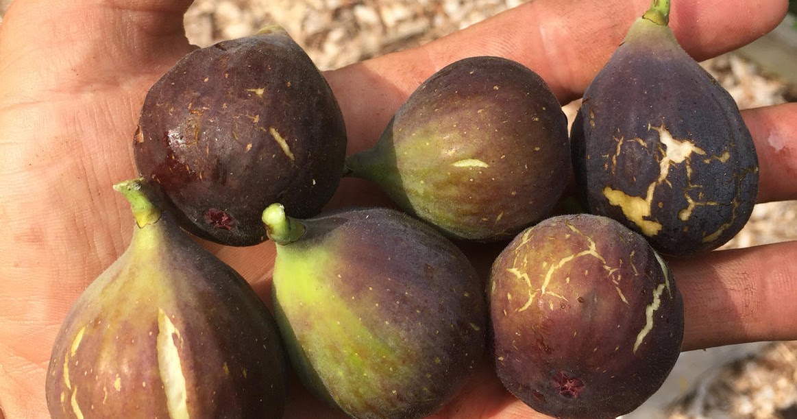 Florea Fig - Var Tin