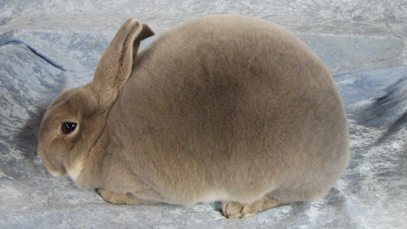 ! RABBIT IN THE WEB !: Rabbit Coat Color