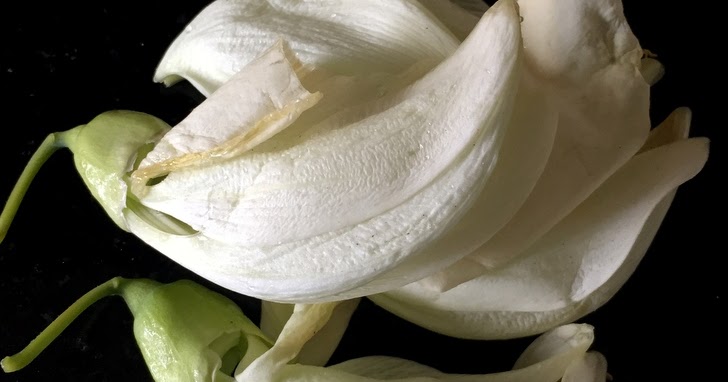 Erivum Puliyum: Agastya Poo Thoran | Agathi Poo(Flowers) Stir Fry