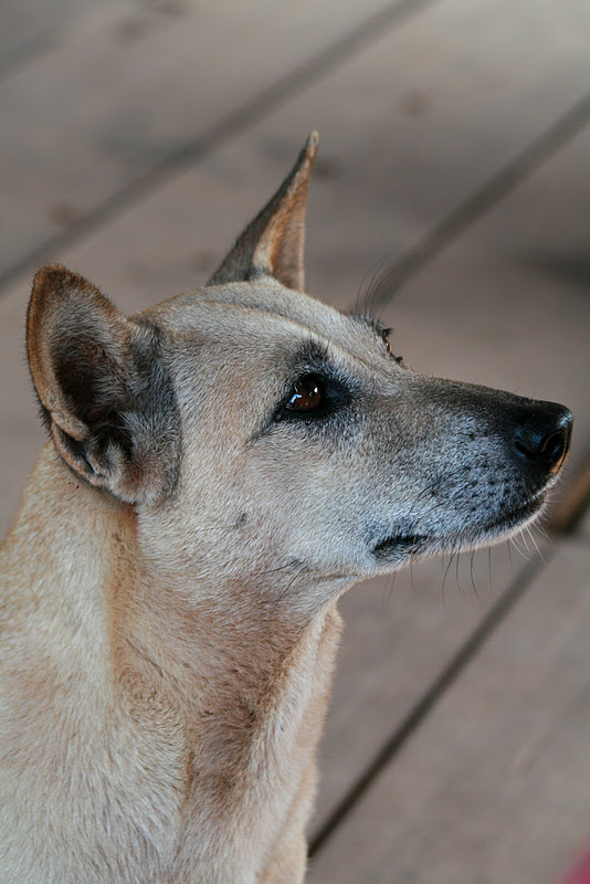 Yensabai Images in Laos: LAOS, My motherland.