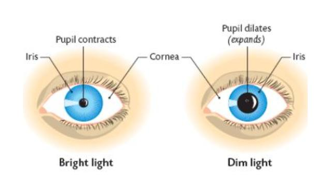 Group 4 Project: Biology: Investigating the Human eye