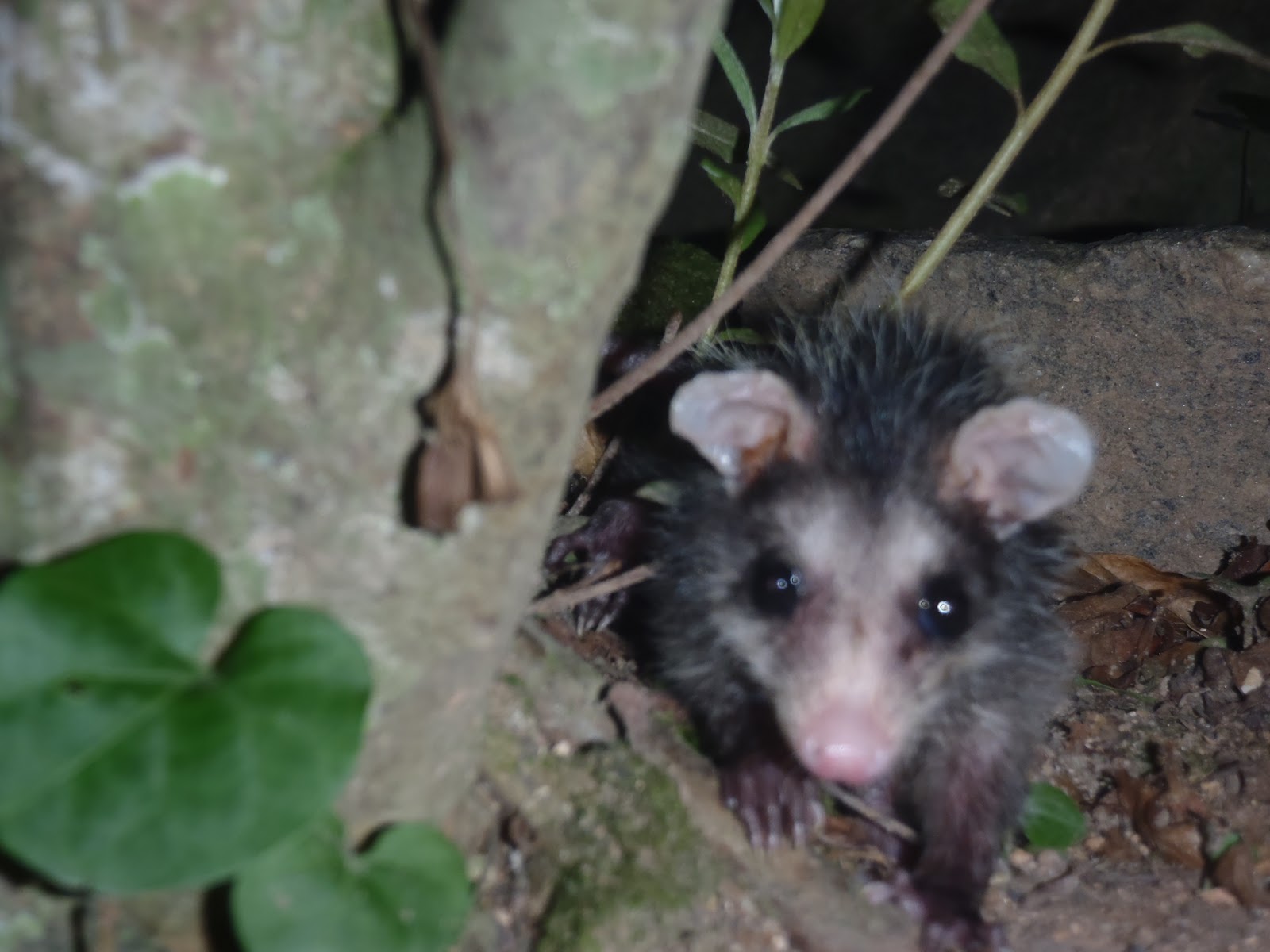 Como cuidar de gambás: Meus gambás