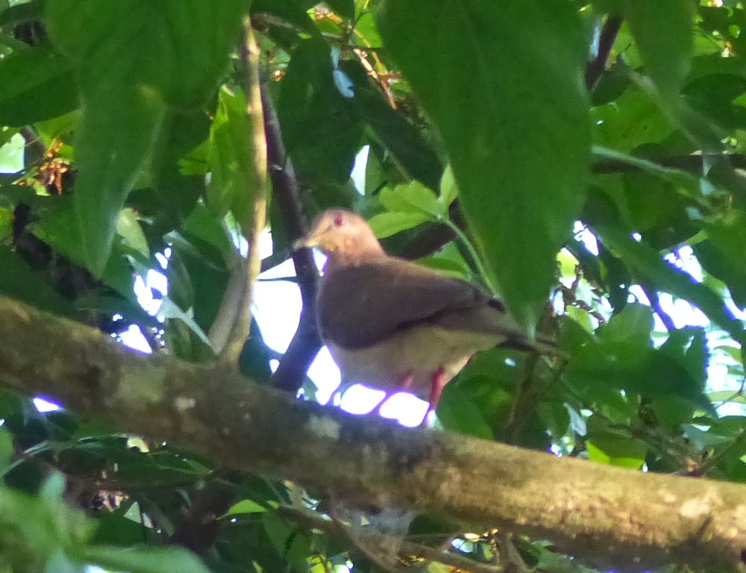 Into the Woods and Elsewhere: Carara National Park and Punta Leona ...
