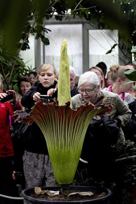 Bunga mayat | anta baru