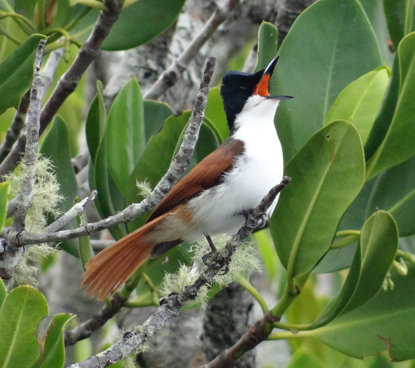 sunshinecoastbirds: Tin Can Bay: Shining Flycatcher, Black Bittern ...