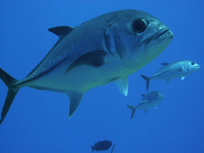 Blog del velero Sirocodiez: Hogsty Reef, un atolón perdido al sur de ...