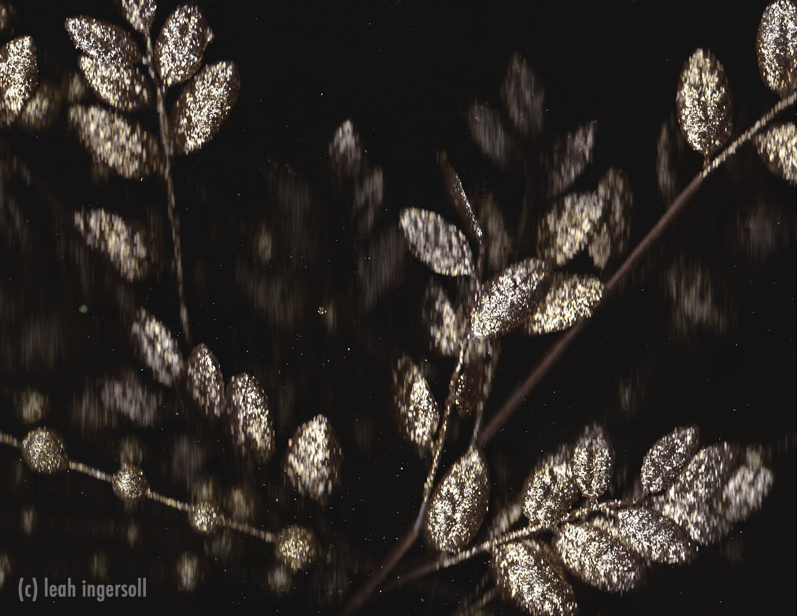 Linger Photography: Scanogram