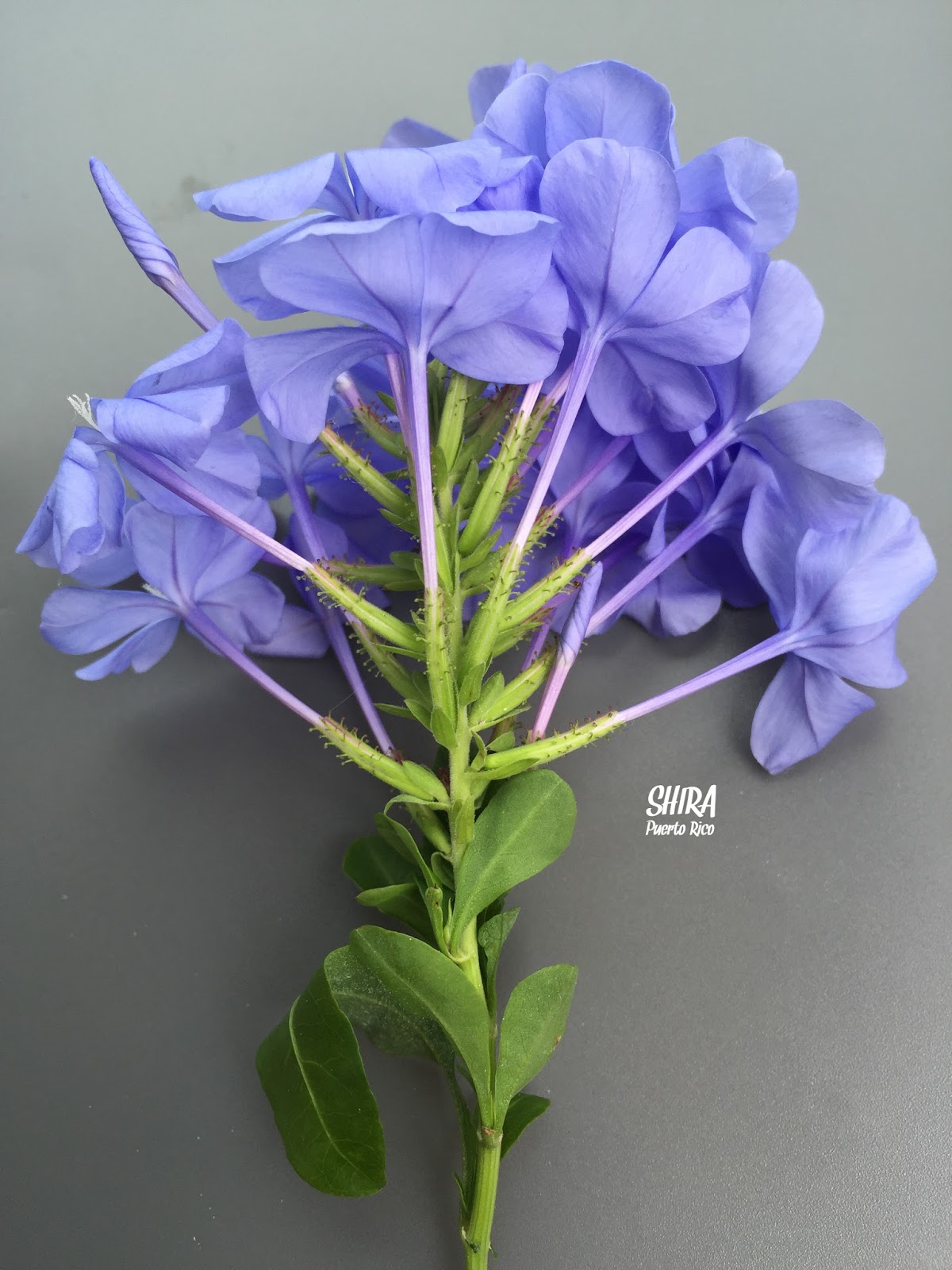 SHIRA: ¿Es semi-carnívora la flor Isabel Segunda?