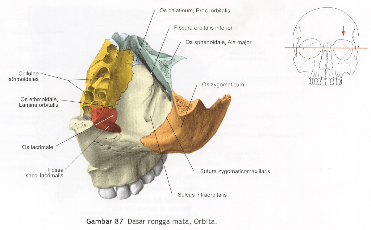 Lalu mohammad Salim Rahmatullah: 2012